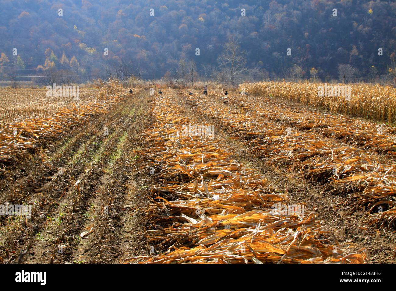 Corn stubble in the fields, closeup of photo Stock Photo - Alamy