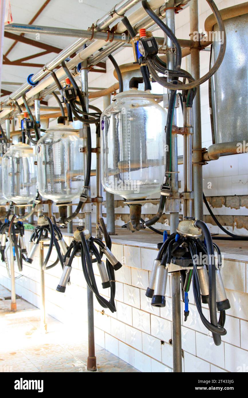 mechanized milking pipes in the dairy farms, closeup of photo Stock ...