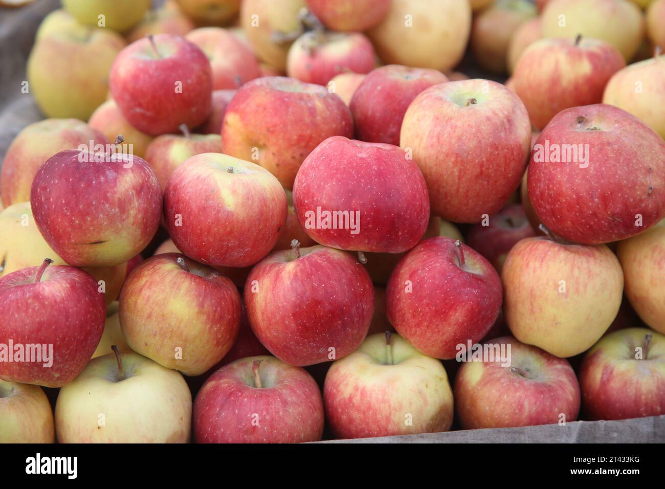 Nature's candy in every crunch. 🍎 #Applelicious Stock Photo - Alamy