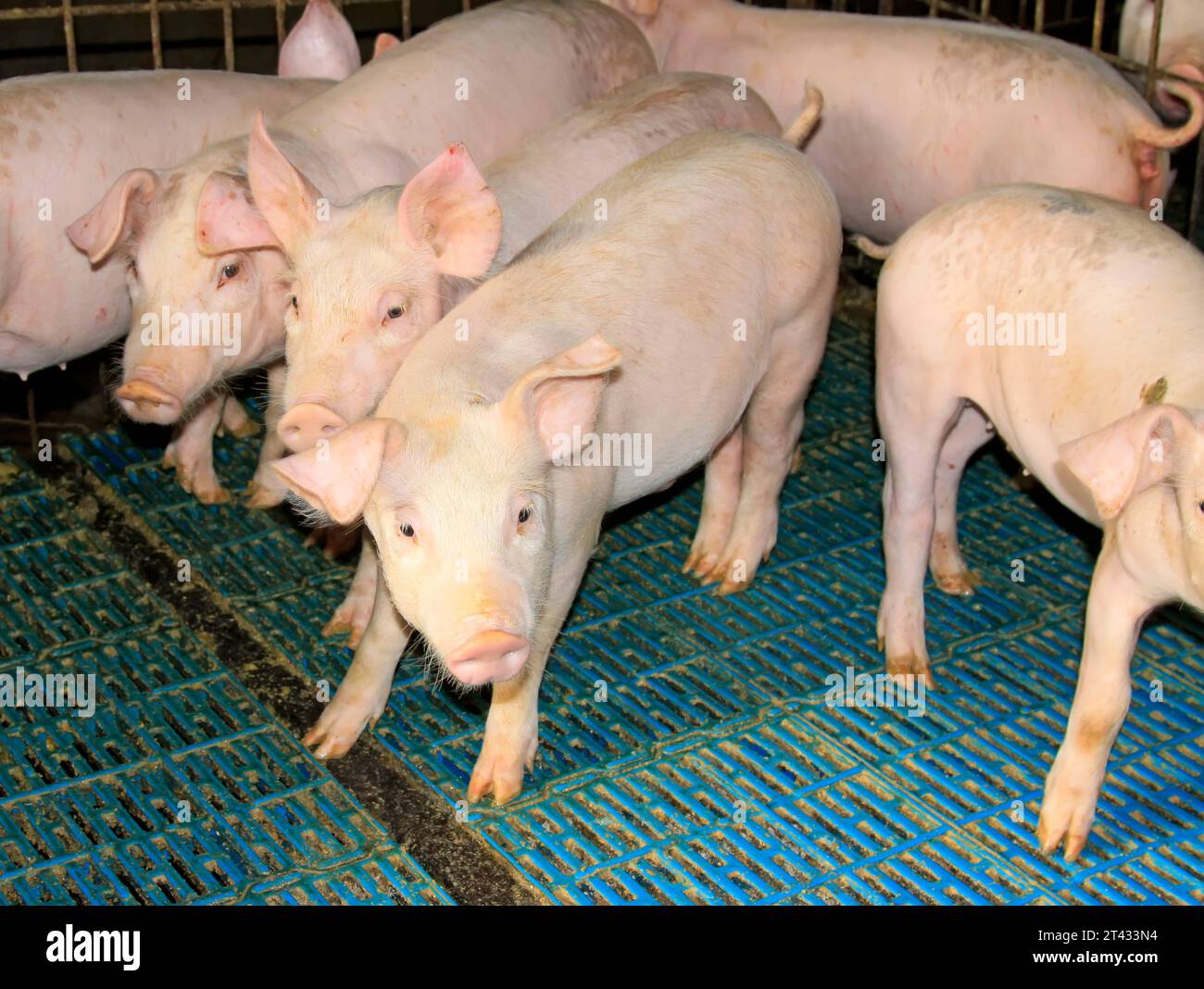 Lean hogs hi-res stock photography and images - Alamy