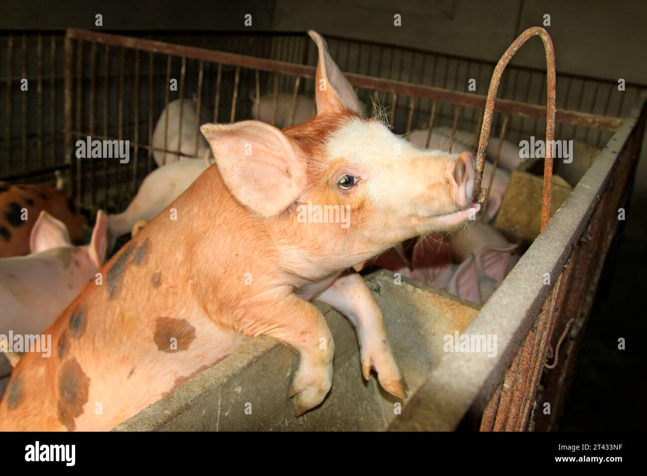 Lean hogs hi-res stock photography and images - Alamy