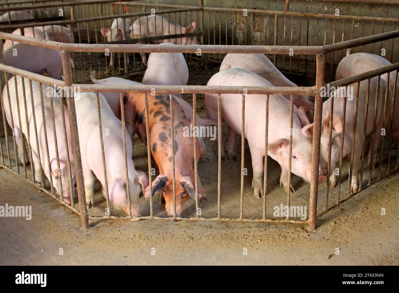 Mouth of lean hi-res stock photography and images - Alamy