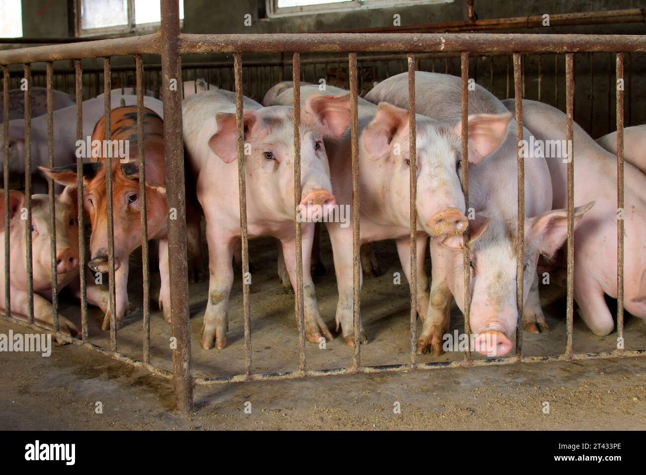 Mouth of lean hi-res stock photography and images - Alamy