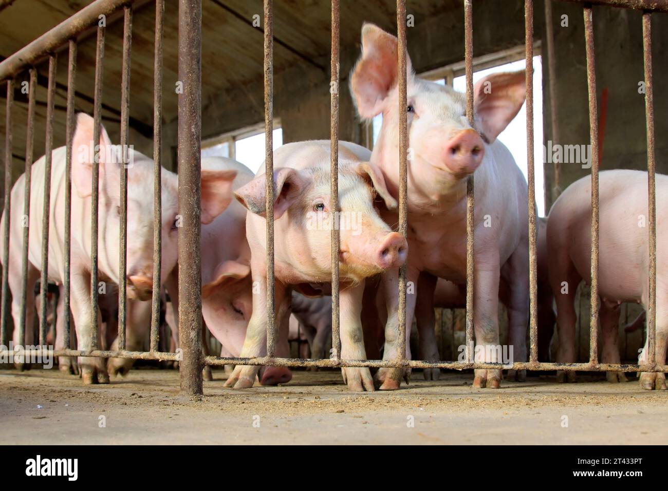 Lean hogs hi-res stock photography and images - Alamy