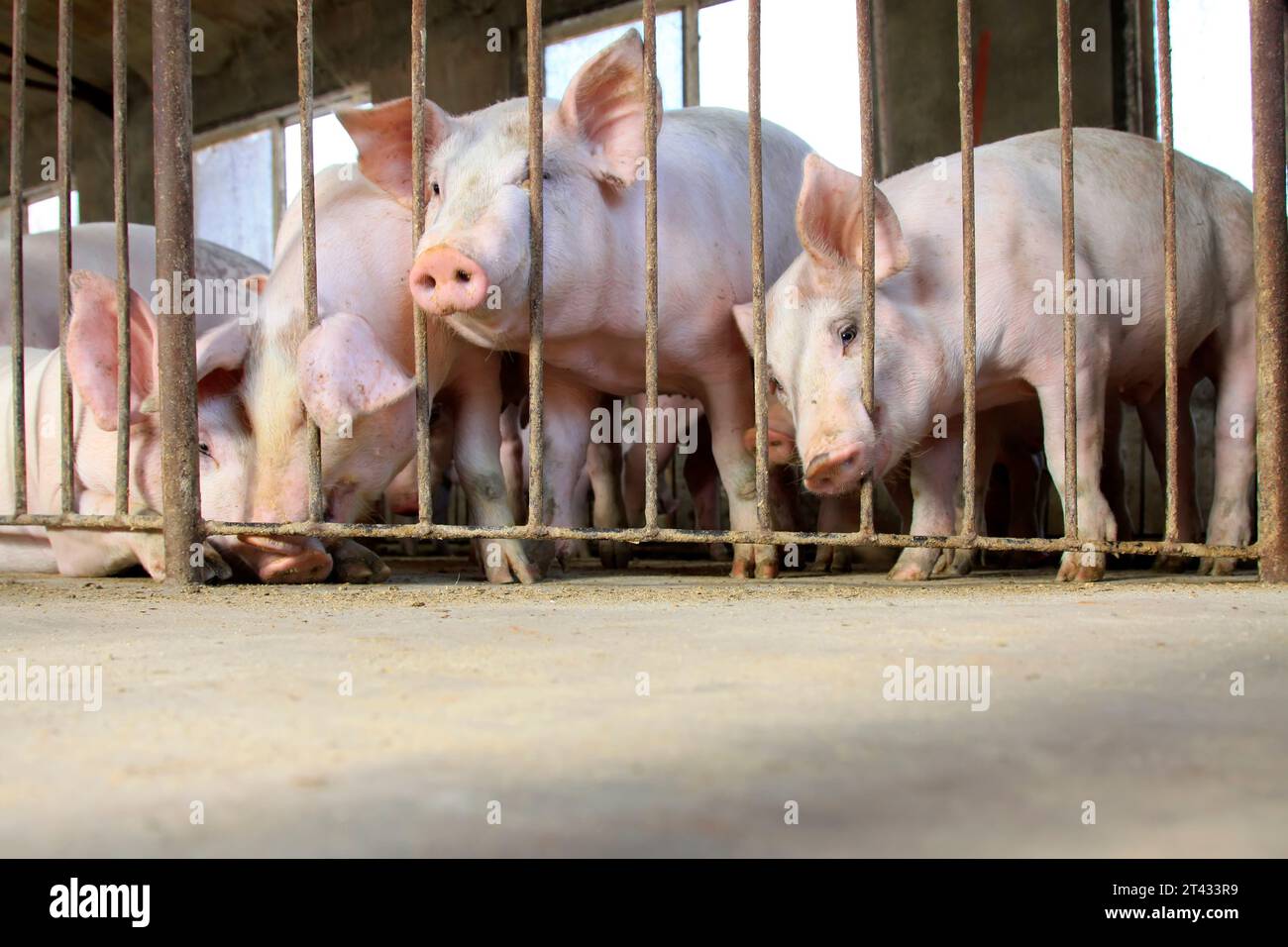 Lean hogs in a farm, closeup of photo Stock Photo - Alamy