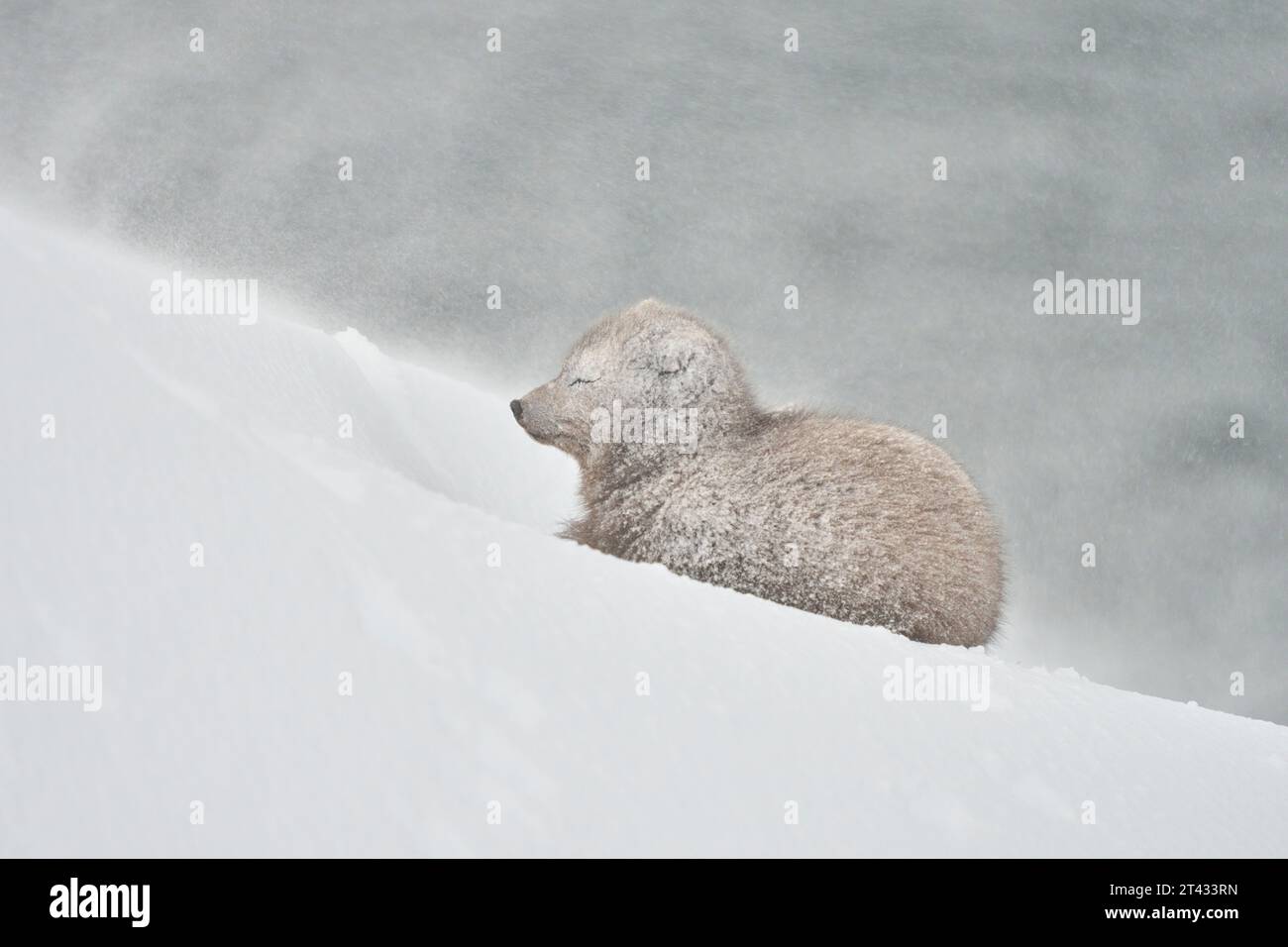 Male Arctic fox (Vulpes lagopus). Hornstrandir, Iceland. Blue colour ...