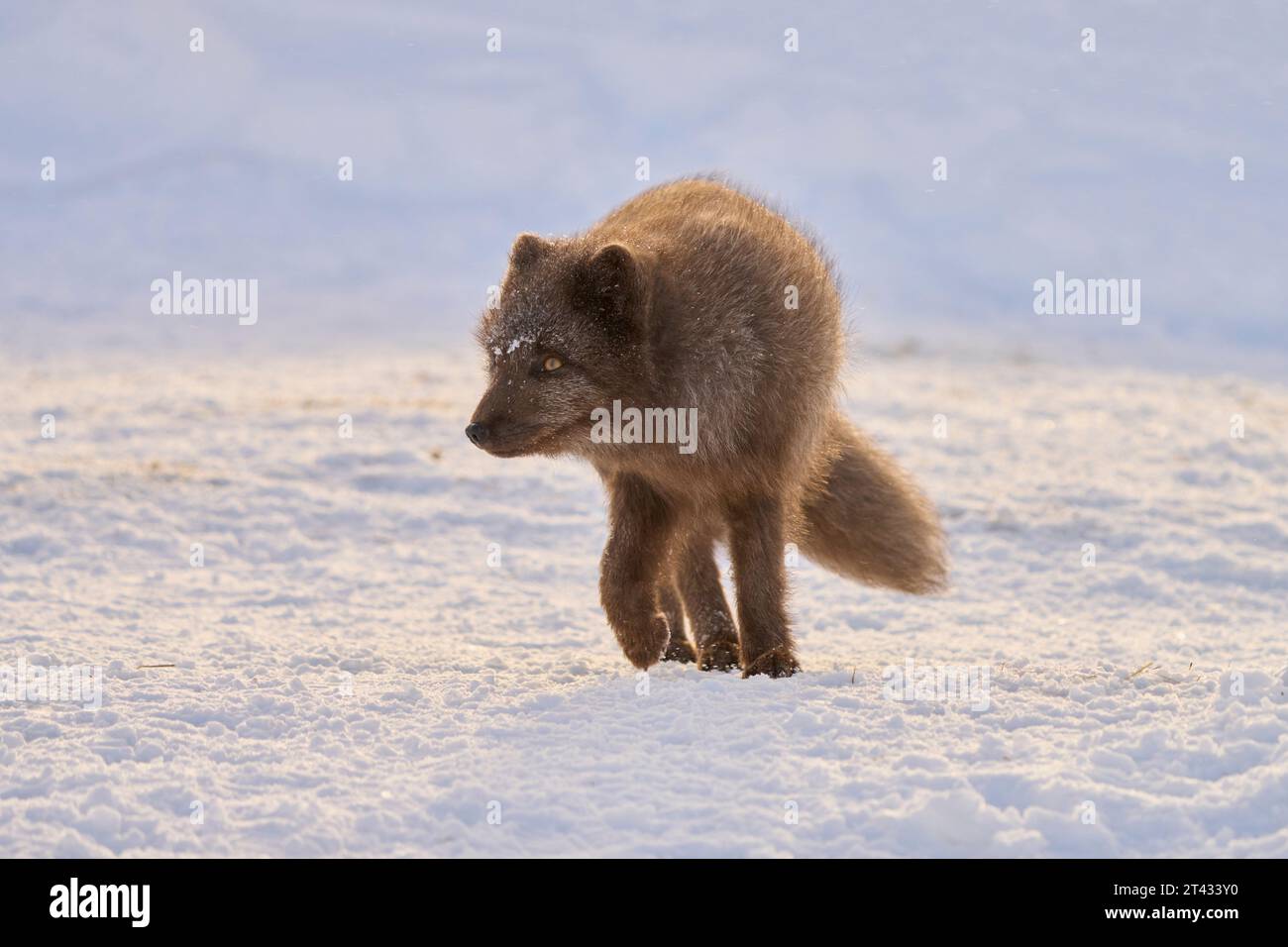 Male Arctic fox (Vulpes lagopus). Hornstrandir, Iceland. Blue colour ...
