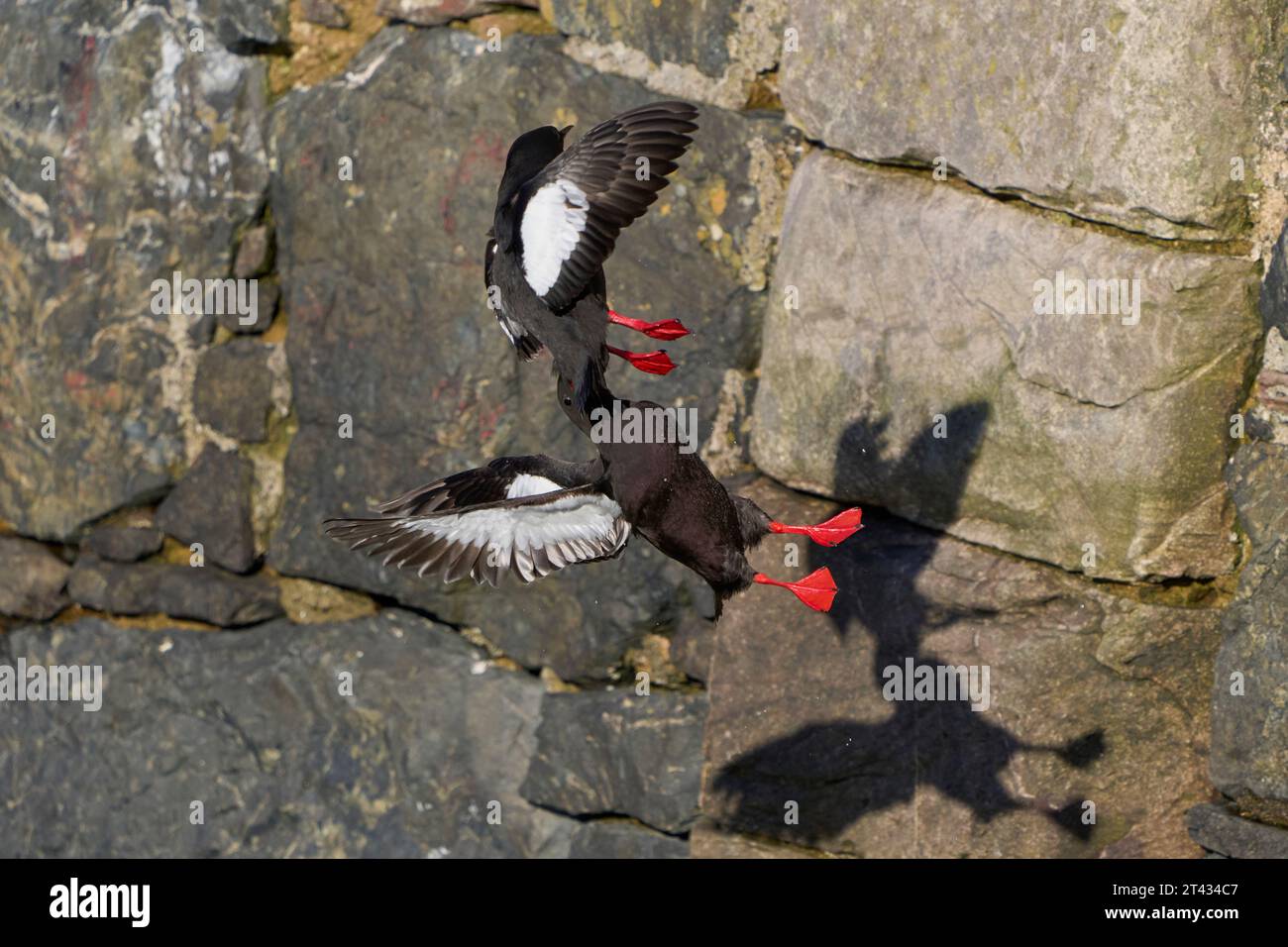 Black guillemot (Cepphus grylle) nesting in harbour wall, Portpatrick ...