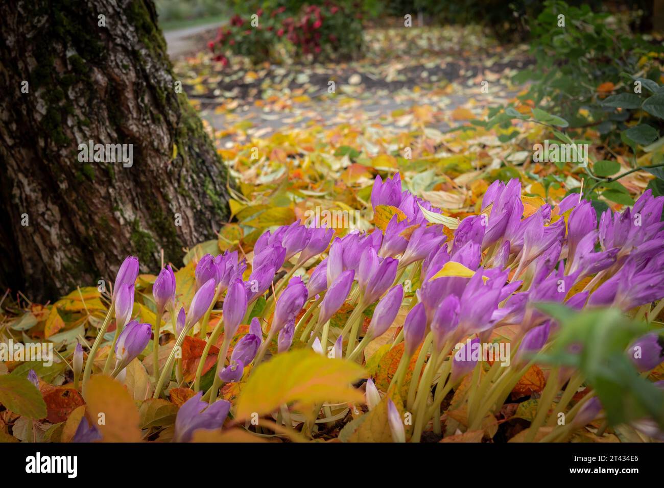 Purple flowers of autumn crocus (Colchicum speciosum) blooming in the ...