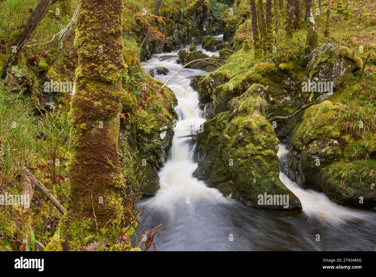 Waterfall and oak woodland. Wood of Cree, Dumfries and Galloway ...