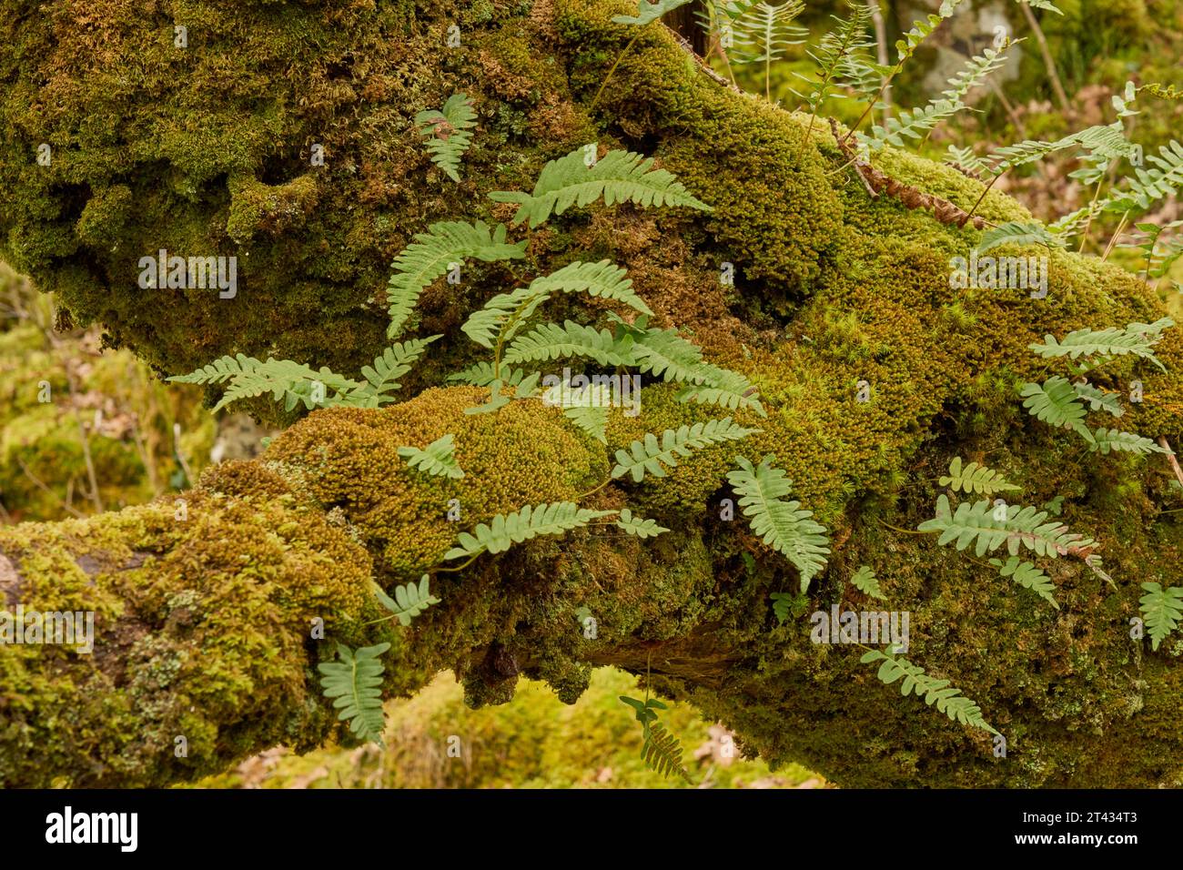 Epiphytic ferns hi-res stock photography and images - Alamy