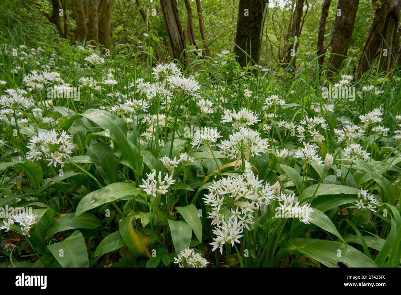 Wild garlic (Allium ursinum) in oak (Quercus robur) woodland.Wood of ...