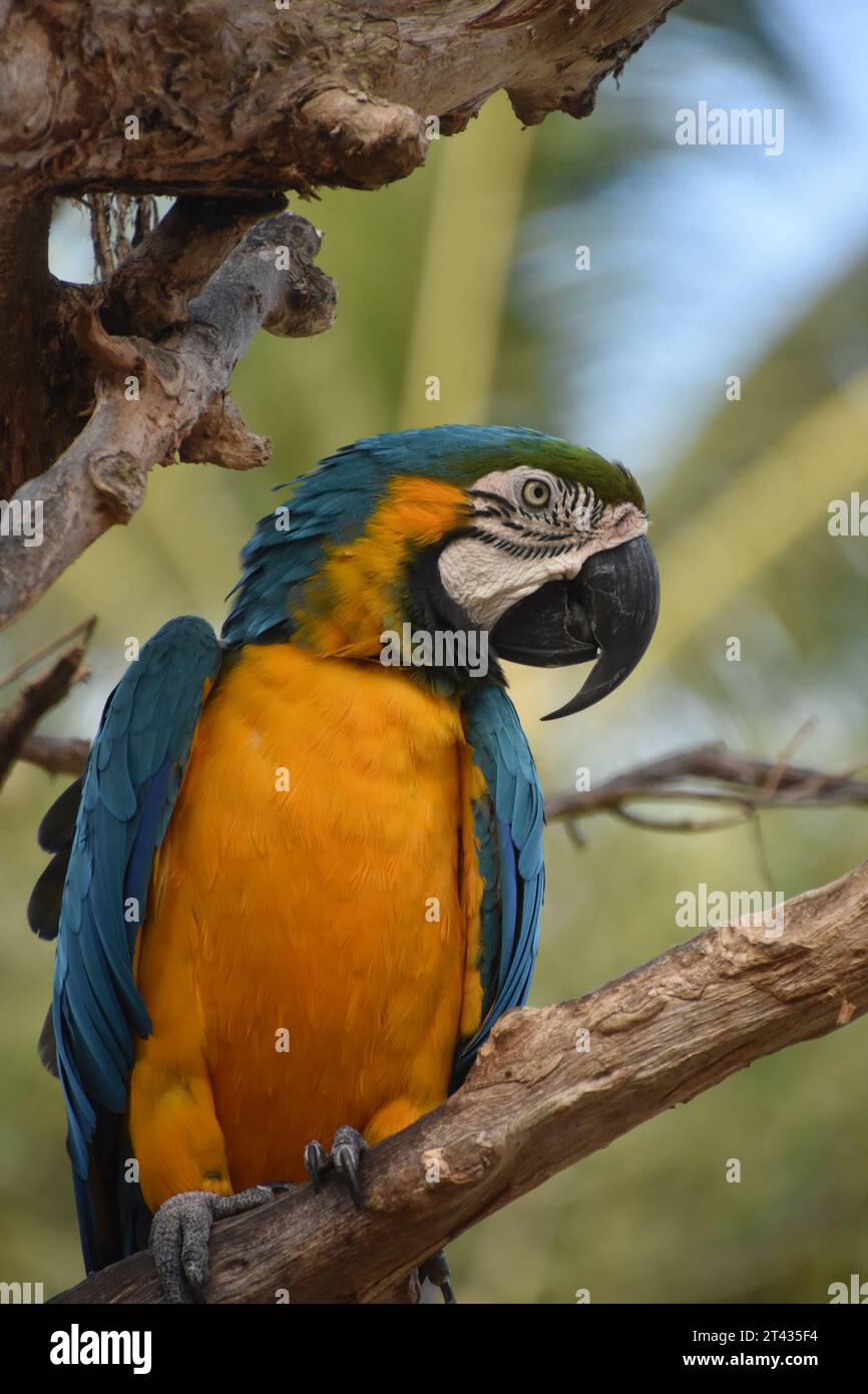 Beautiful colorful side view of a blue and gold macaw parrot Stock ...