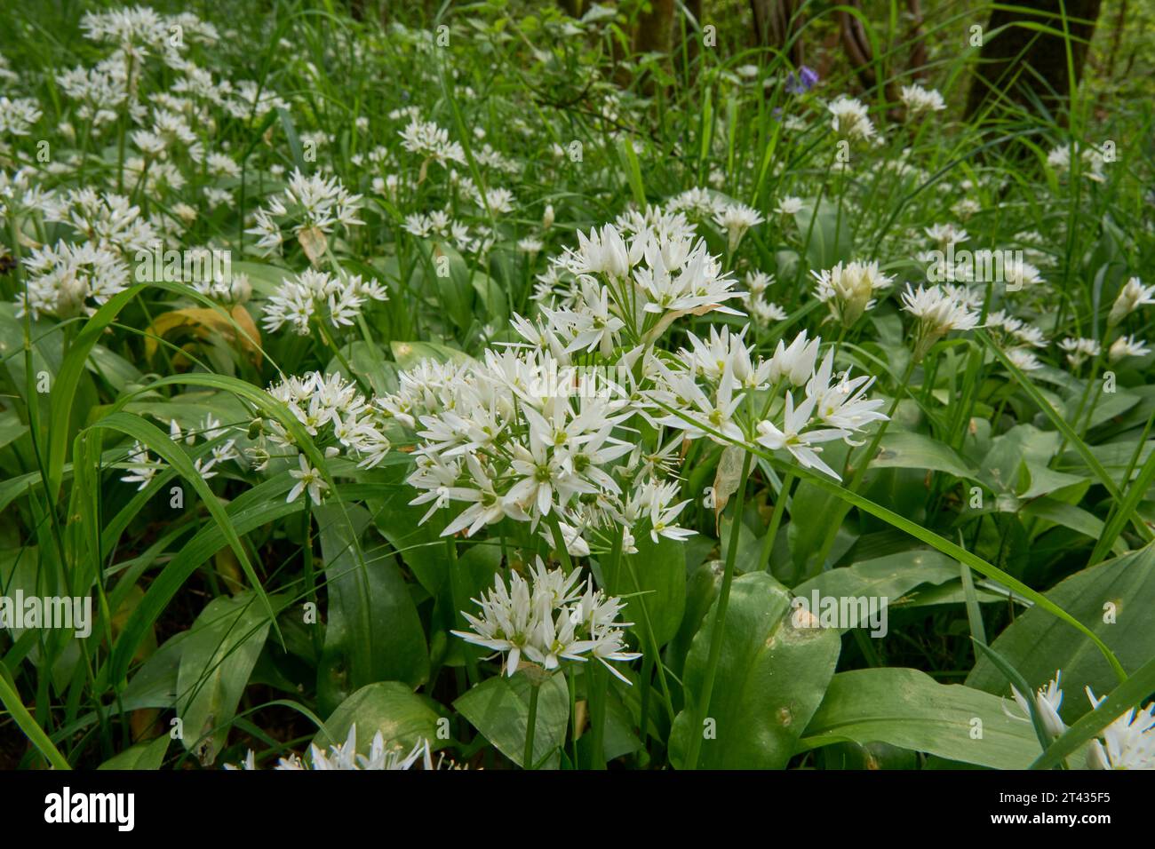 Wild garlic (Allium ursinum) in oak (Quercus robur) woodland.Wood of ...