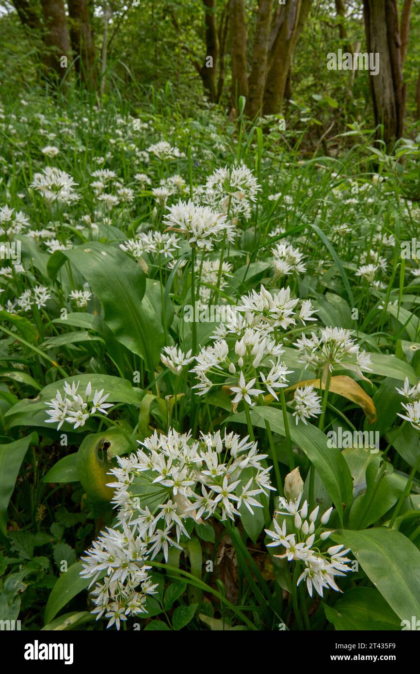 Wild garlic (Allium ursinum) in oak (Quercus robur) woodland.Wood of ...