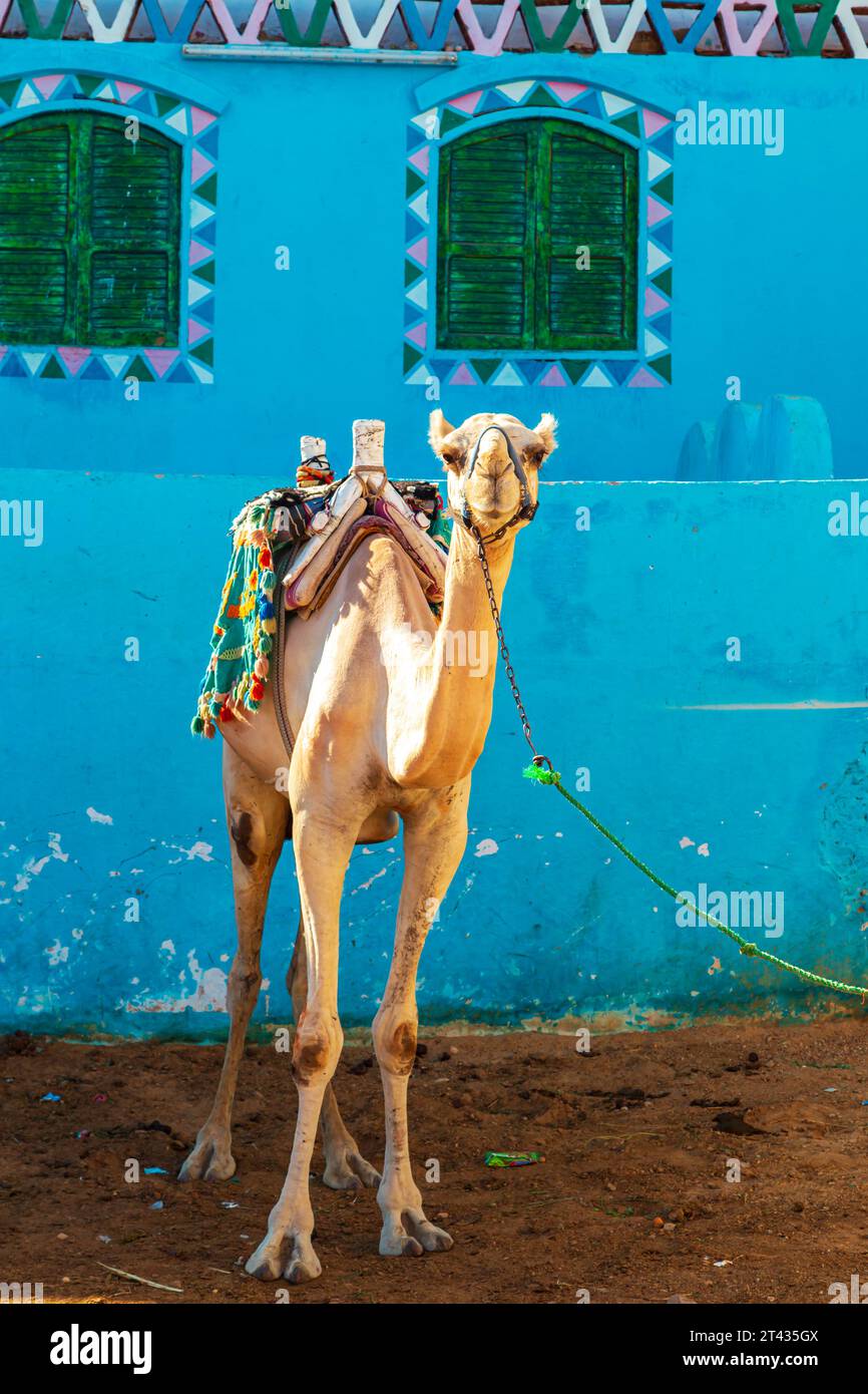 Camel on the street in the famous Nubian village. Aswan, Egypt ...