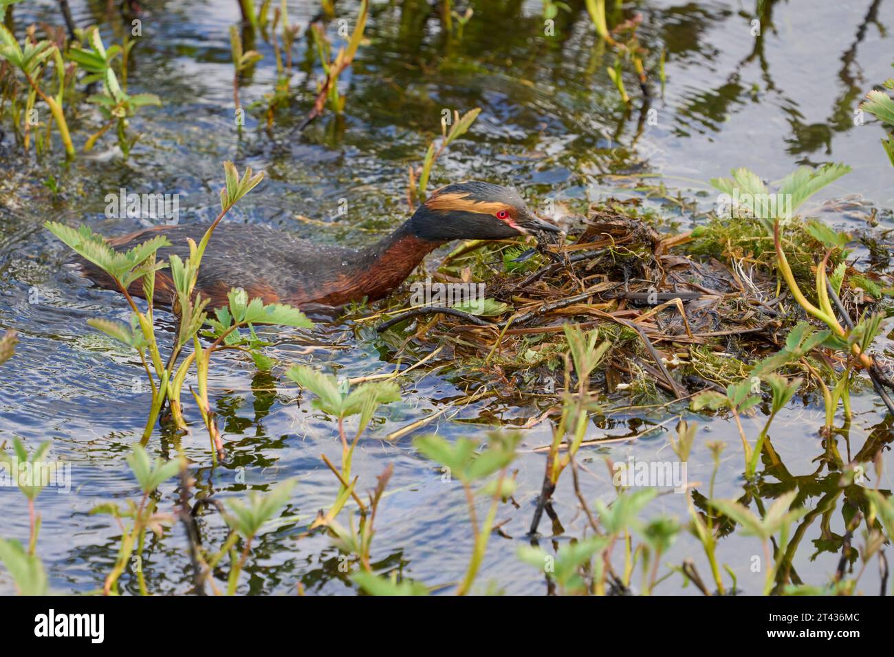 Male Slavonian grebe (Podiceps auritus) building nest. Lake Mývatn ...