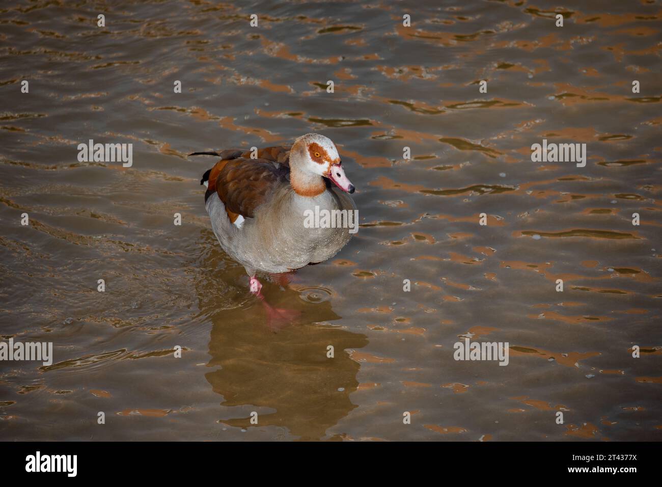 Egyptian goose duckling hi-res stock photography and images - Alamy