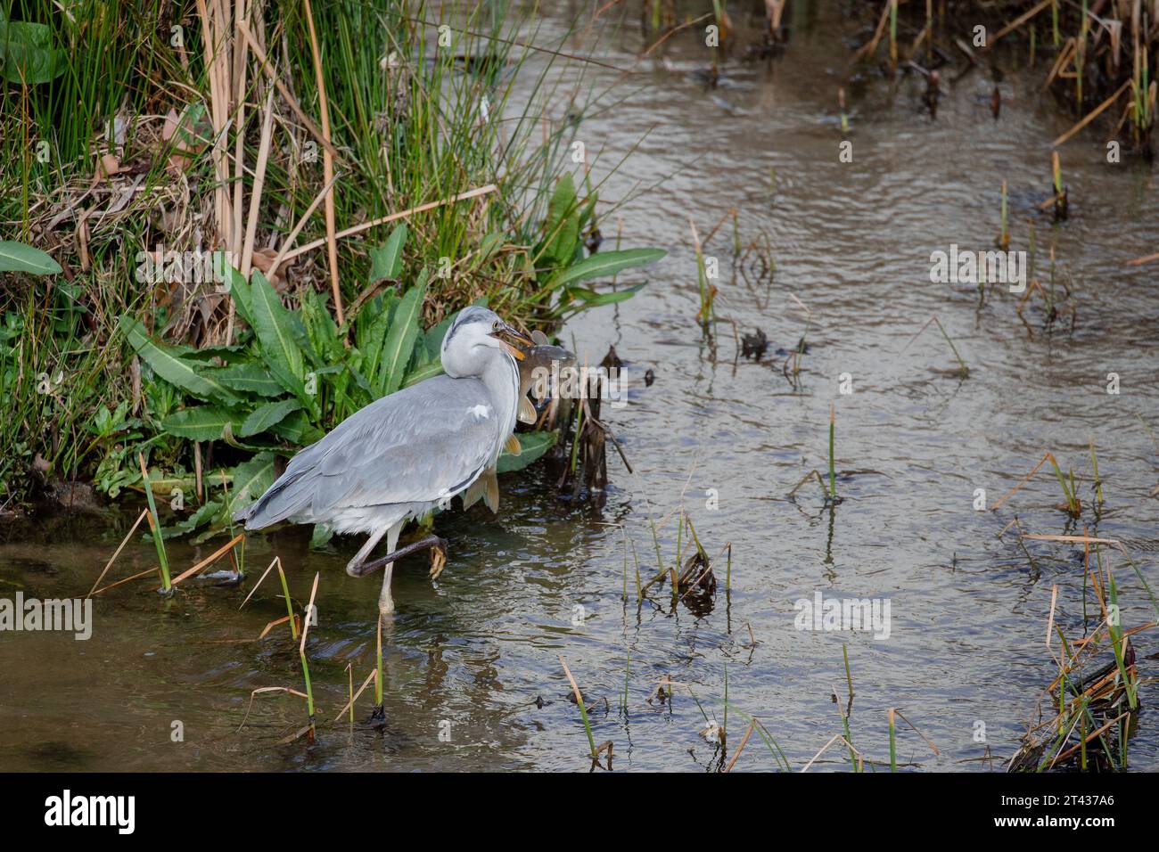 Full body portrait of an adult grey heron fishing for a barbel fish in ...