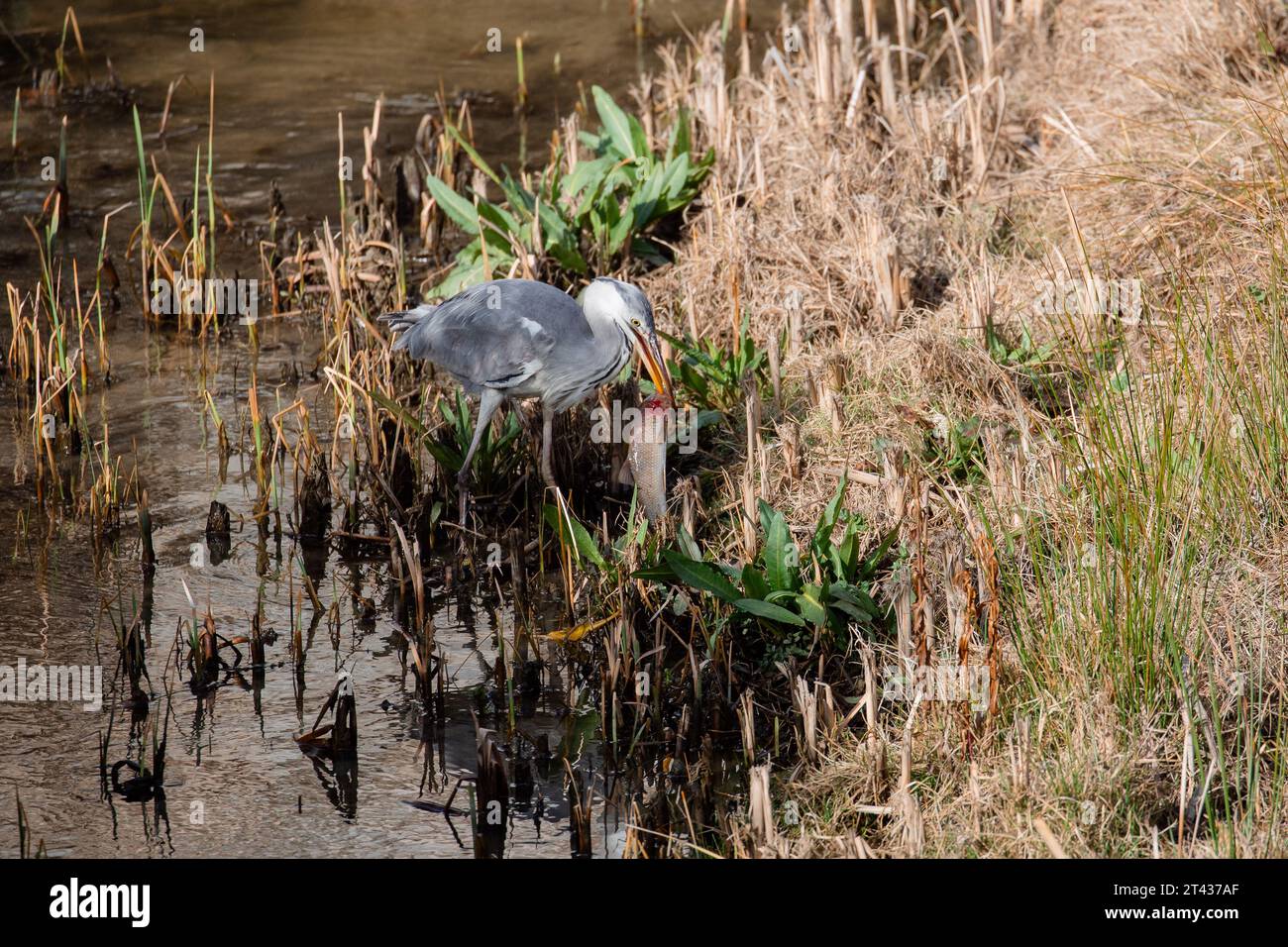 Full body portrait of an adult grey heron fishing for a barbel fish in ...