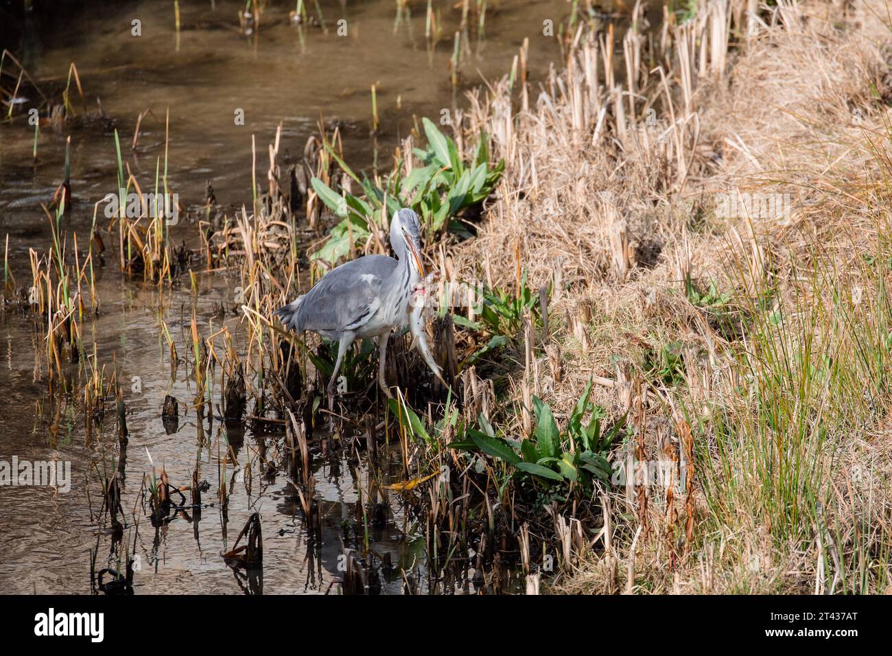 Full body portrait of an adult grey heron fishing for a barbel fish in ...