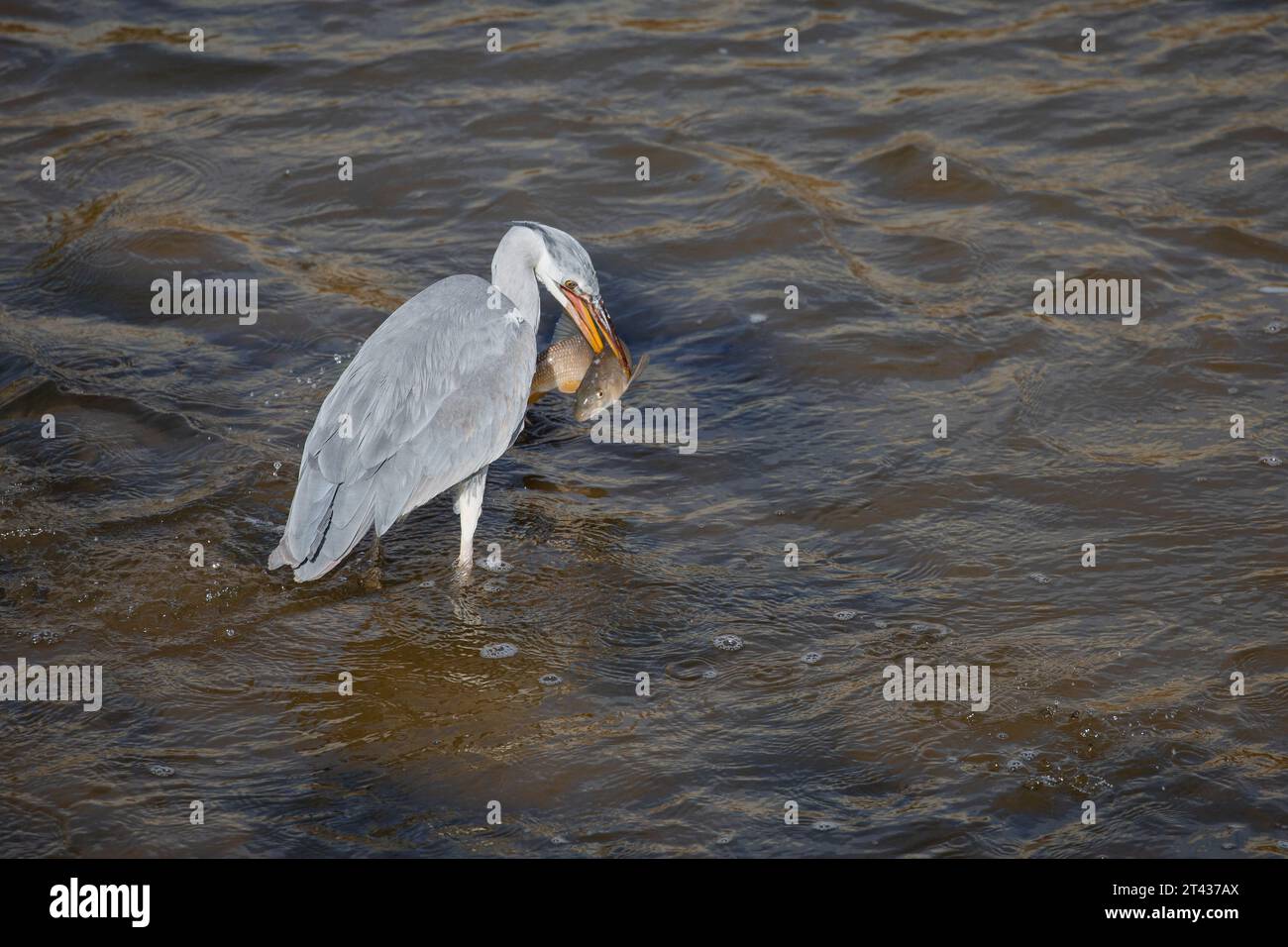 Full body portrait of an adult grey heron fishing for a barbel fish in ...