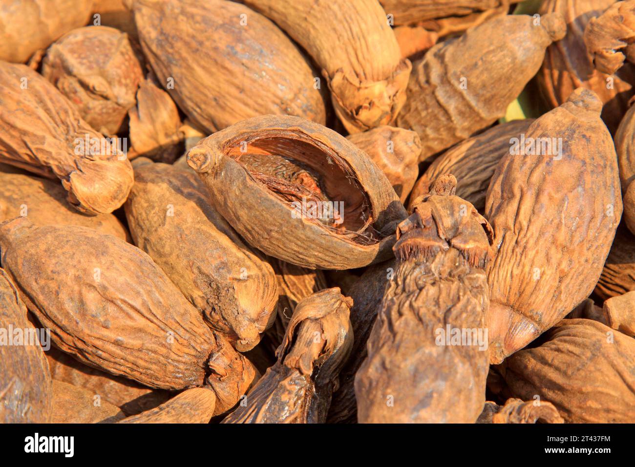 Dried betel nuts hi-res stock photography and images - Alamy