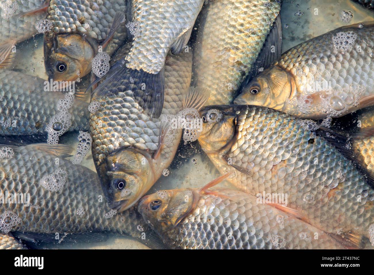 Crucian carp eyes hi-res stock photography and images - Alamy
