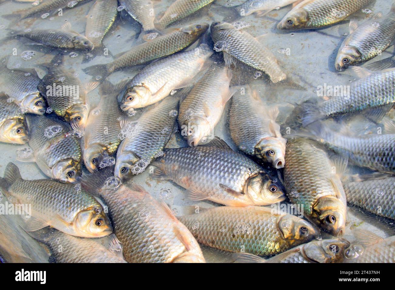 Crucian carp eyes hi-res stock photography and images - Alamy