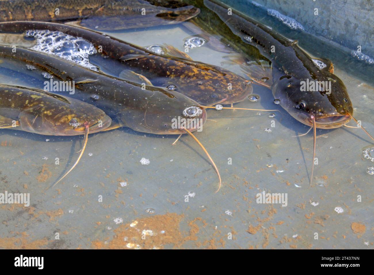Silver catfish hi-res stock photography and images - Alamy