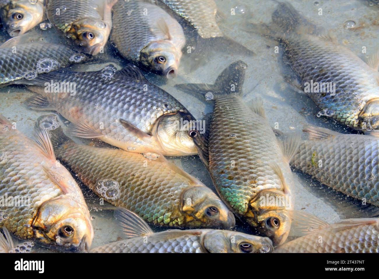 Crucian carp eyes hi-res stock photography and images - Alamy