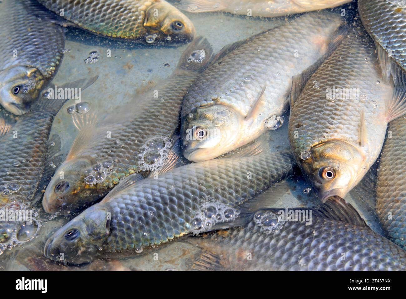 Crucian carp eyes hi-res stock photography and images - Alamy