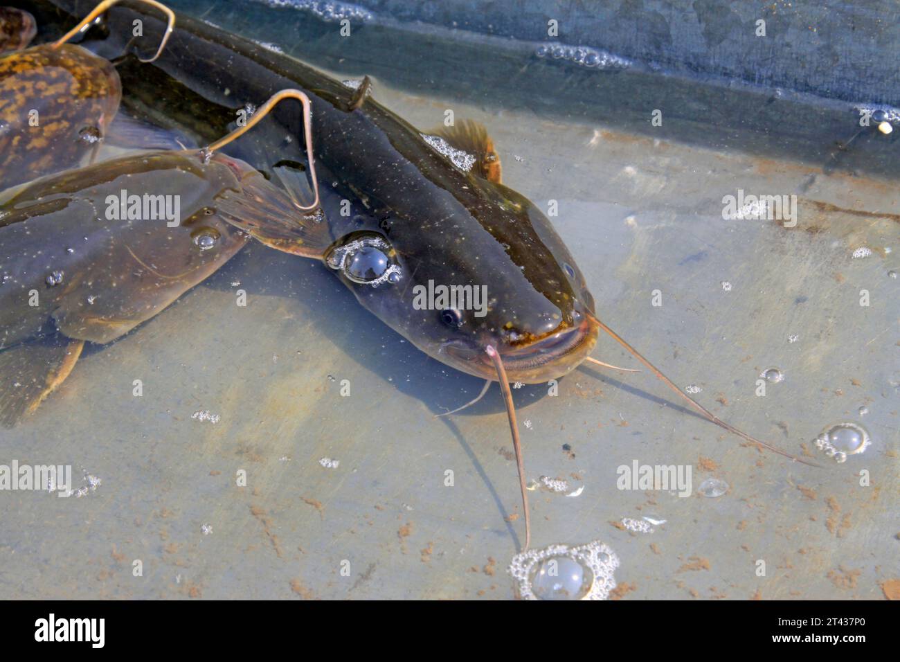 catfish swimming in the pool, closeup of photo Stock Photo - Alamy