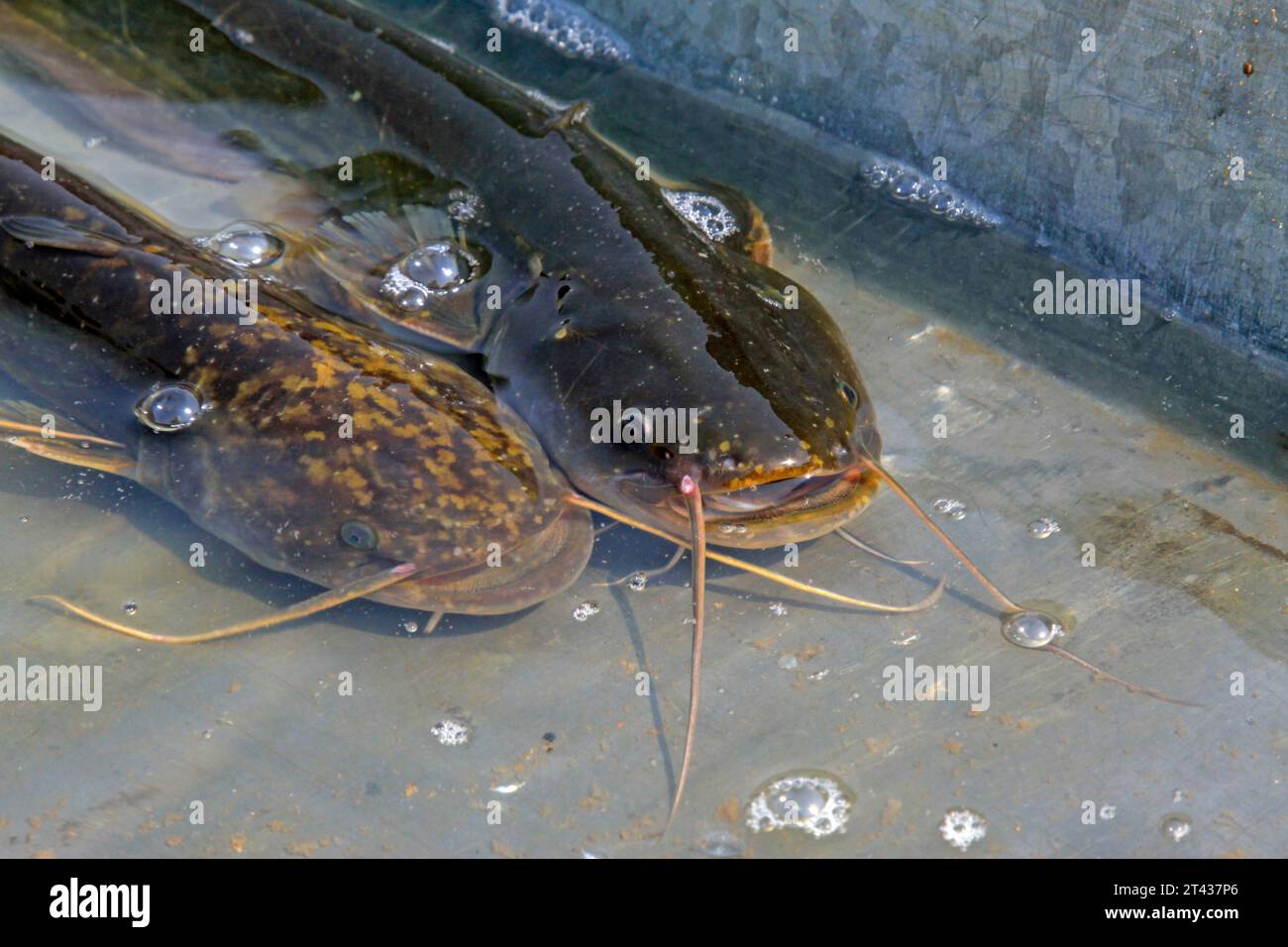 Silver fish swimming pool hi-res stock photography and images - Alamy