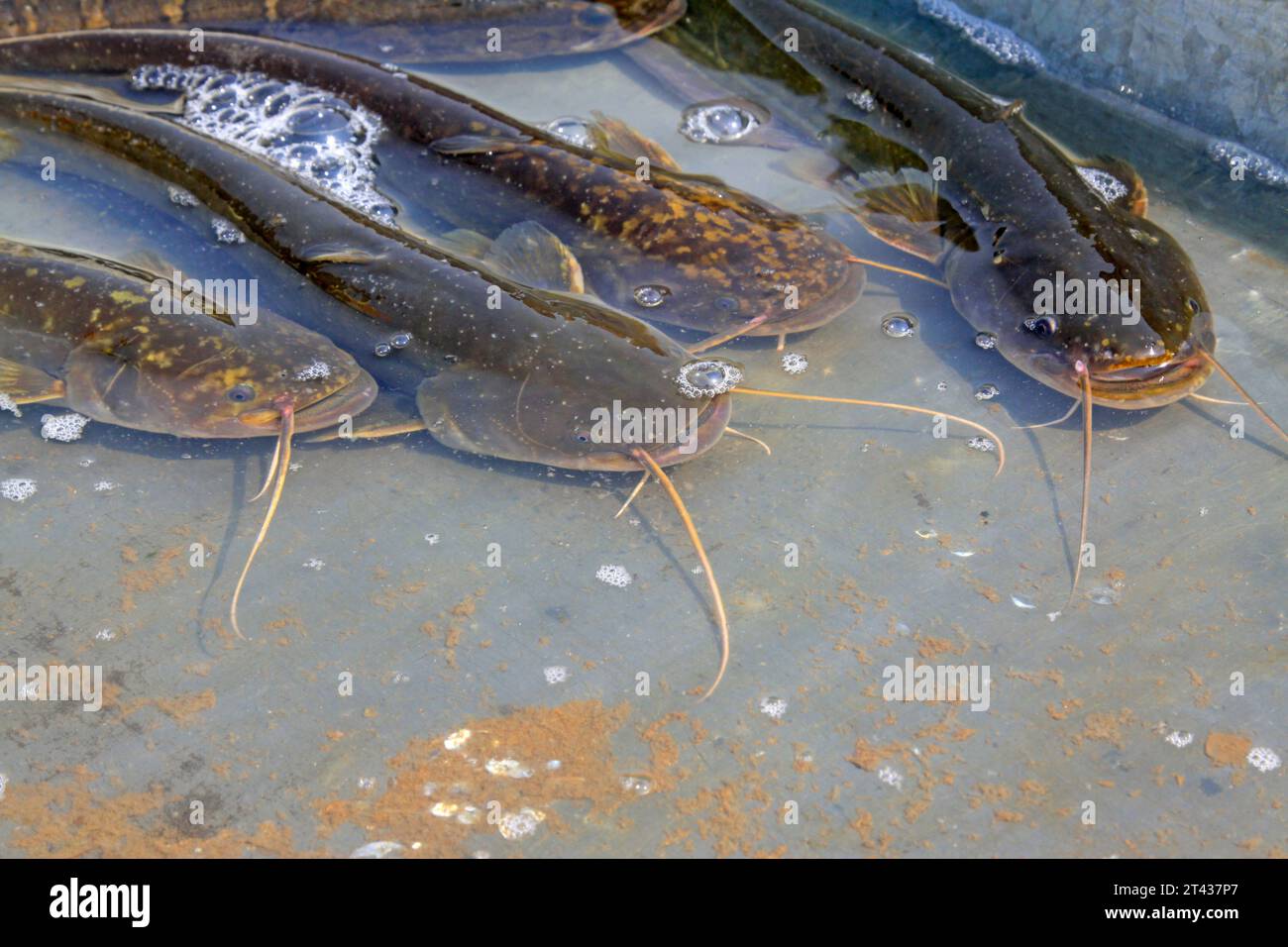 Silver catfish hi-res stock photography and images - Alamy