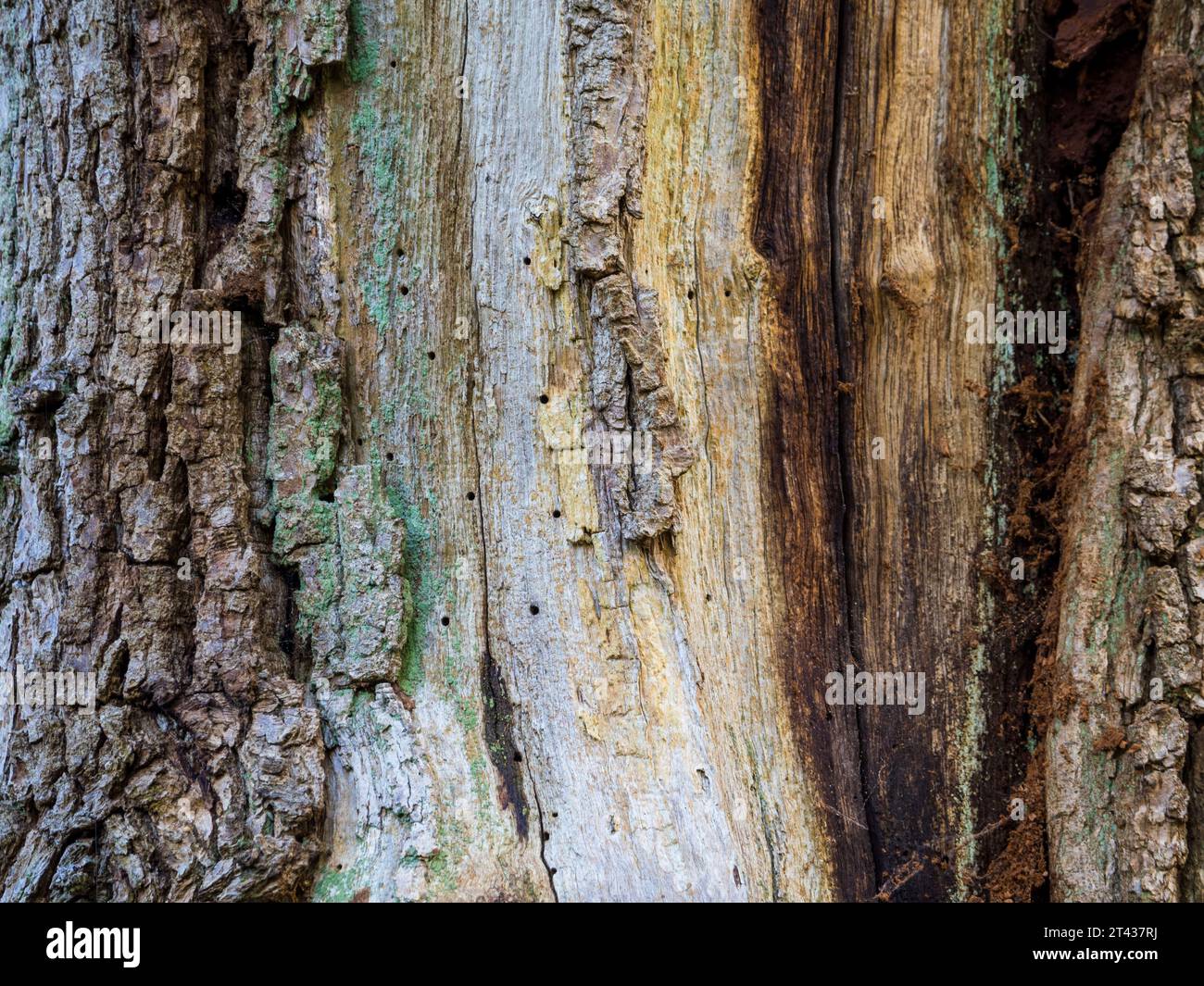 Bark and Coloured Tree Detail, Harcourt Arboretum, Oxfordshire, England ...
