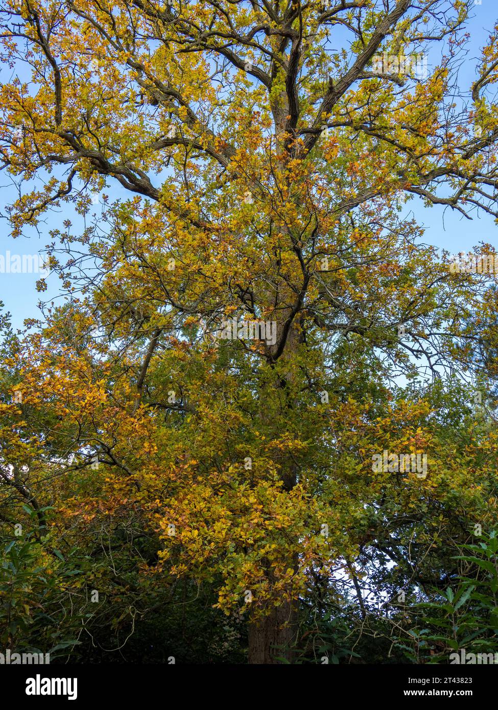 Autumn Oak Tree, Harcourt Arboretum, Oxfordshire, England, UK, GB Stock ...