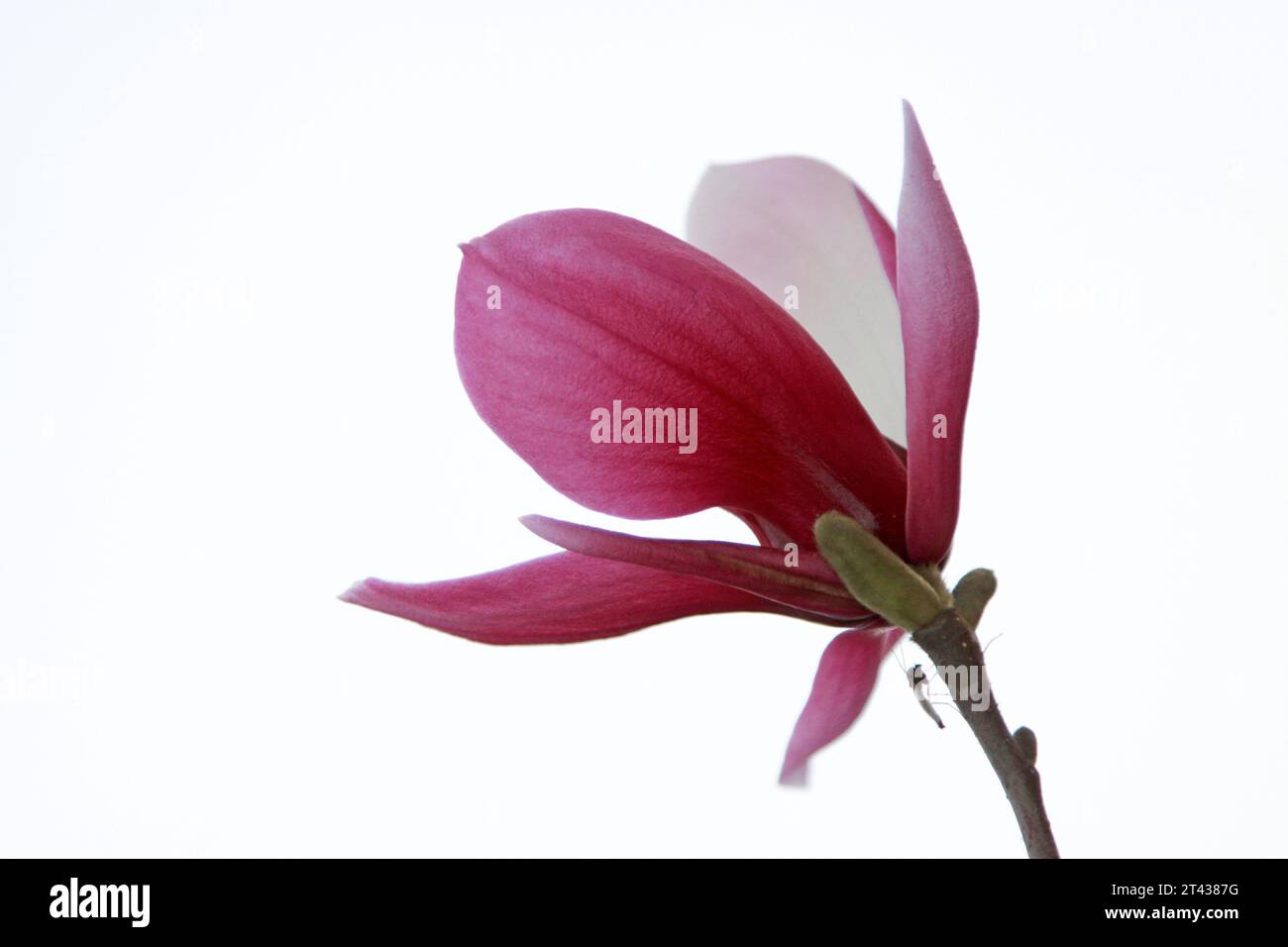Magnolia in flower Cut Out Stock Images & Pictures - Alamy