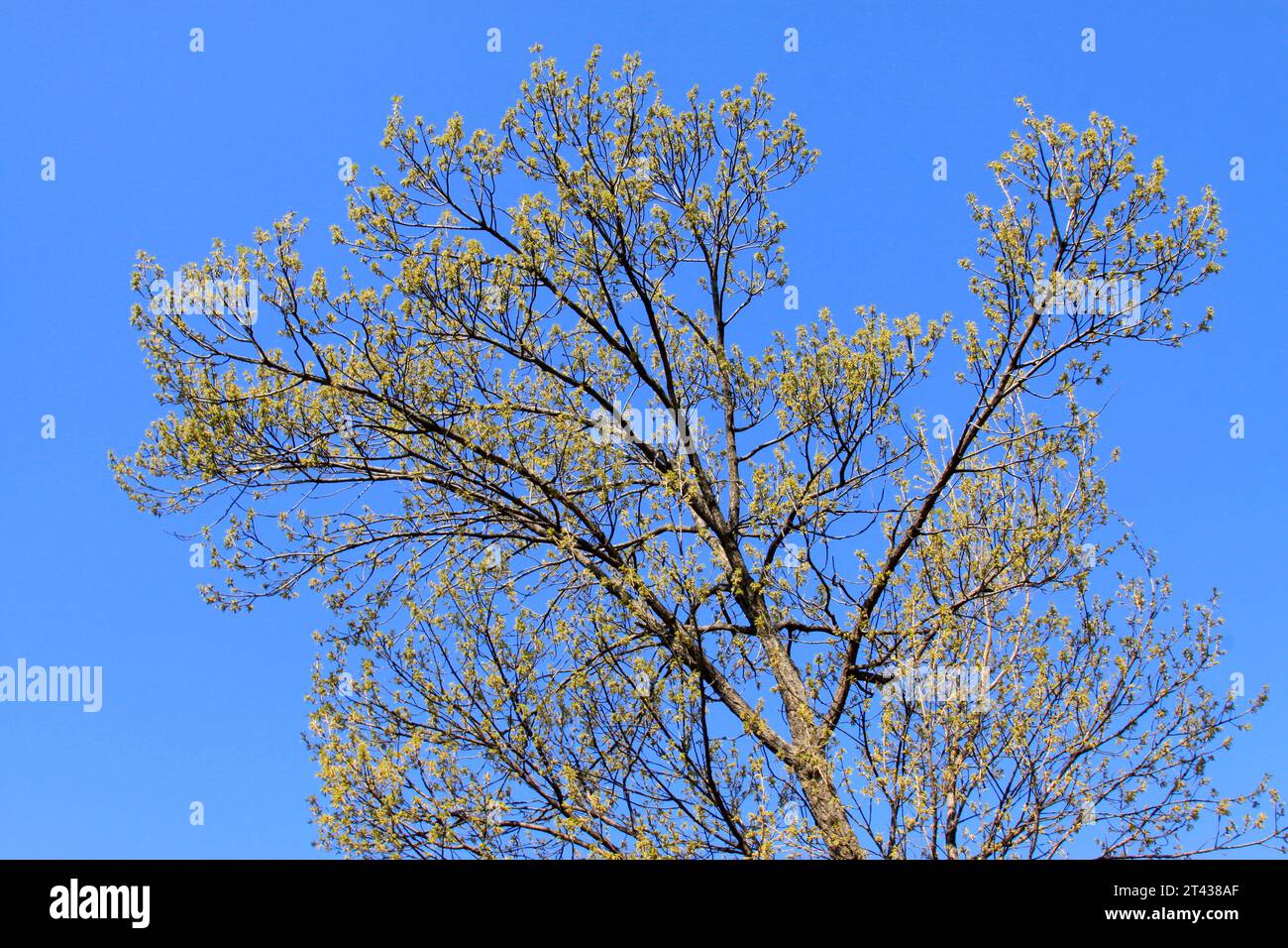 China green spring sprout hi-res stock photography and images - Alamy