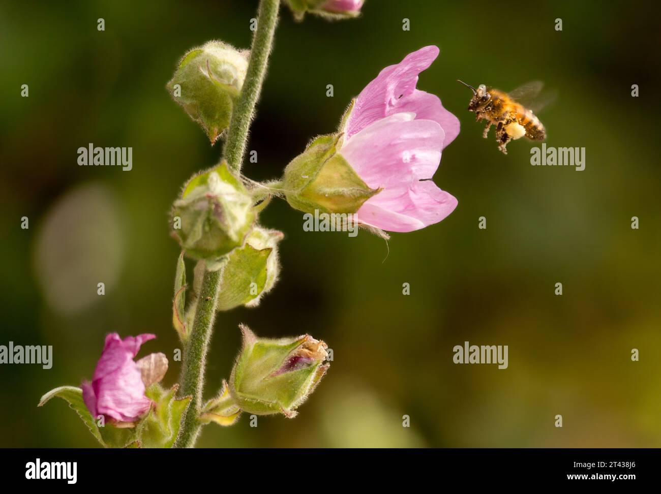 A bee landing on a purple flower to collect pollen Stock Photo - Alamy