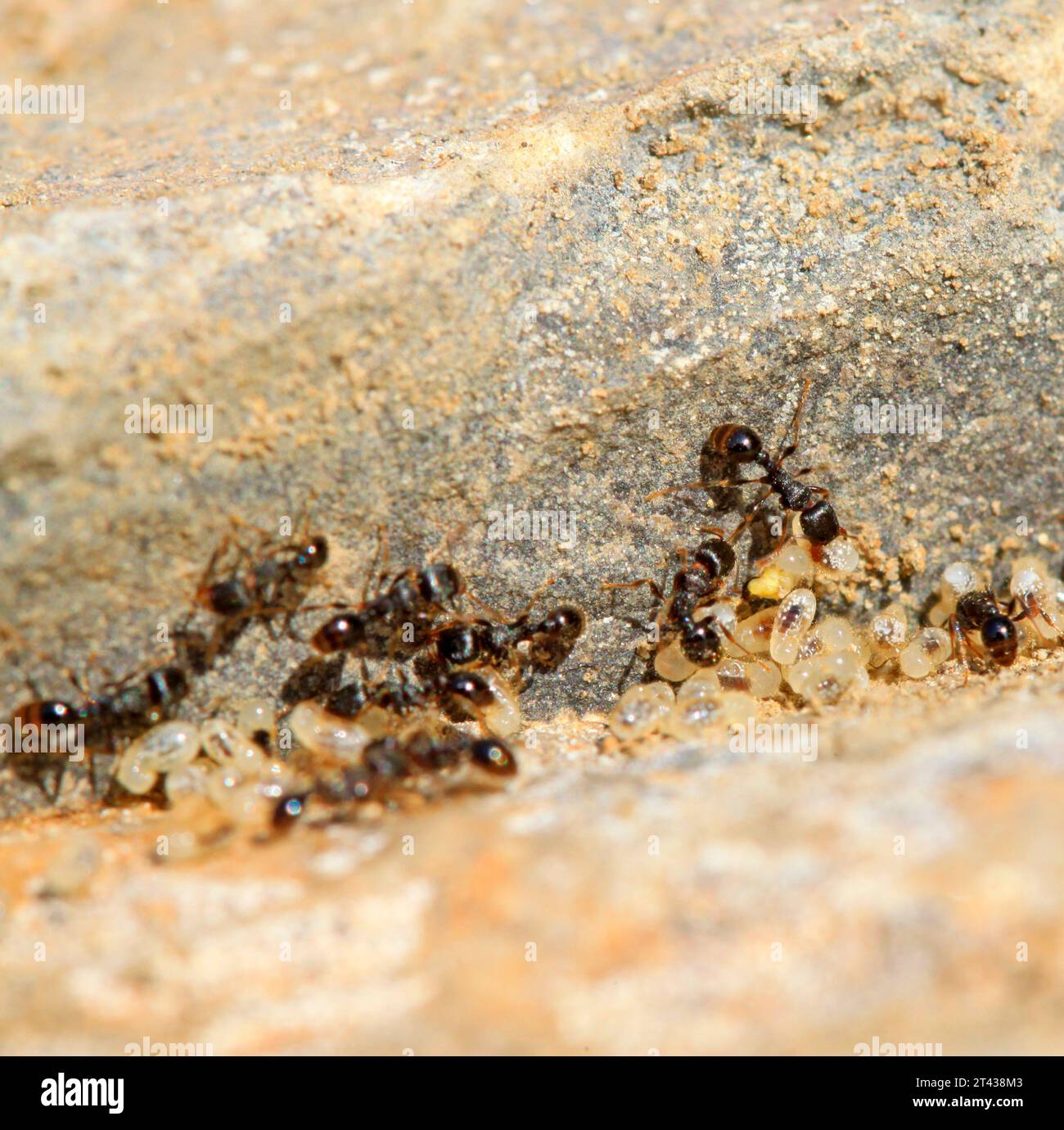 Handling insects hi-res stock photography and images - Alamy