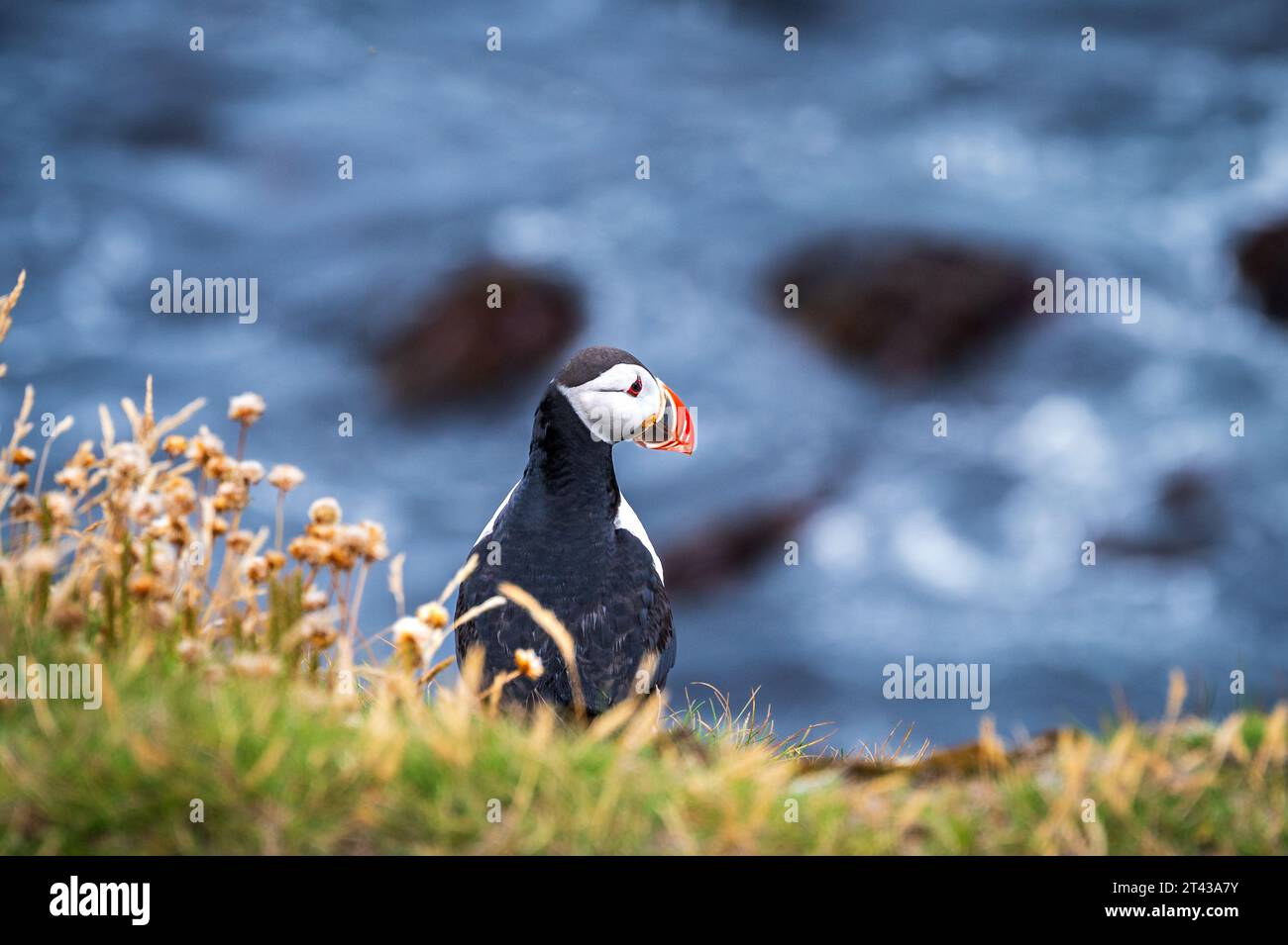 A single puffin on a cliff looking down at the sea Stock Photo - Alamy