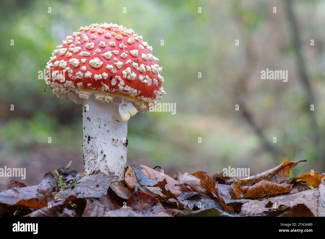 Fly agaric fungi Stock Photo - Alamy