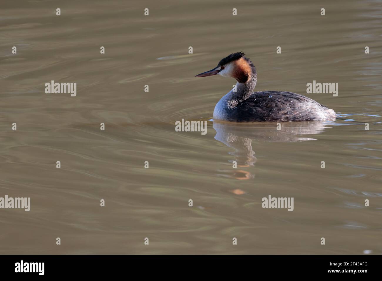 Great crested grebe Podiceps christatus, diving bird in autumn winter ...