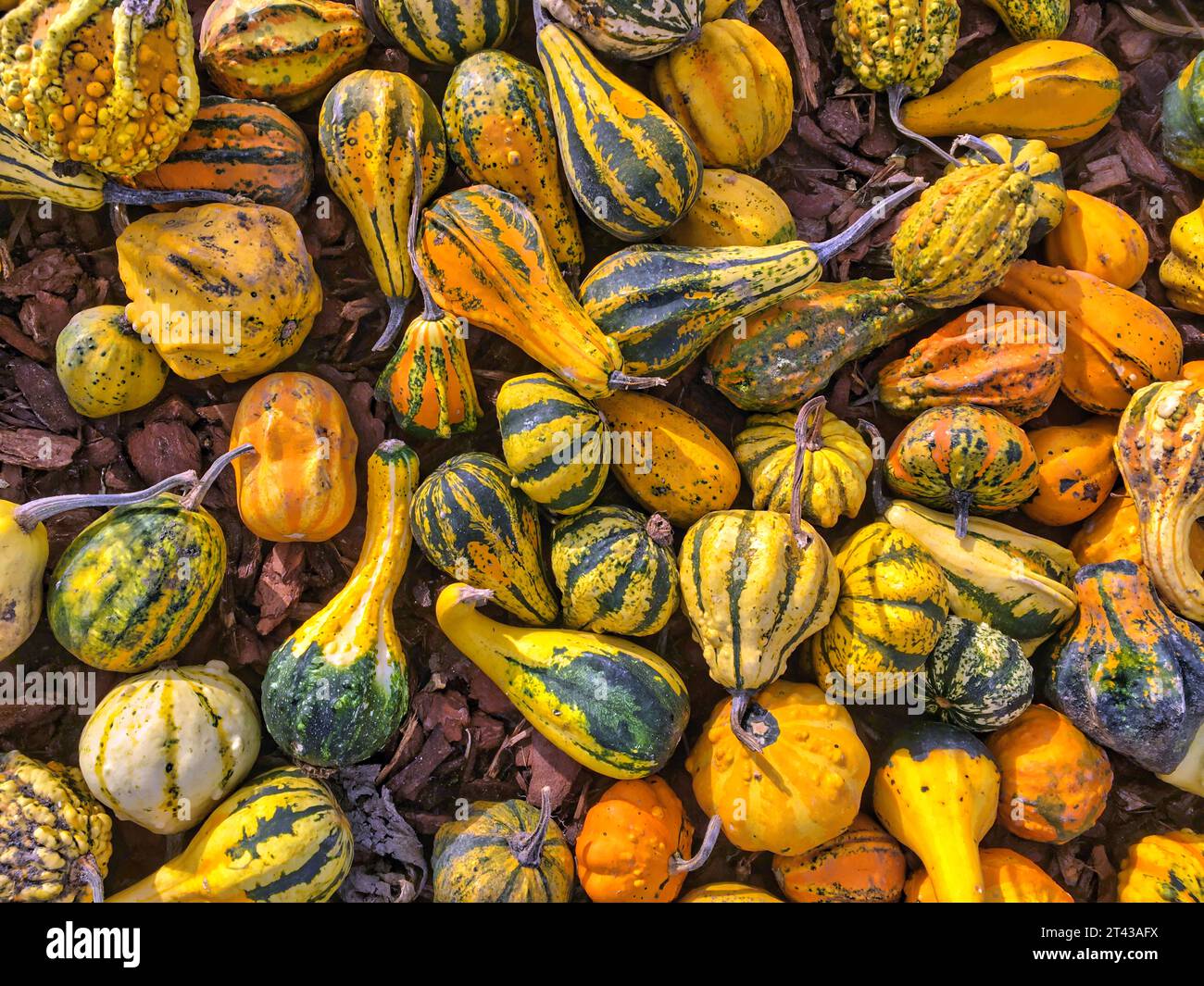 Horizontal background with a multitude of pumpkins of various shapes ...