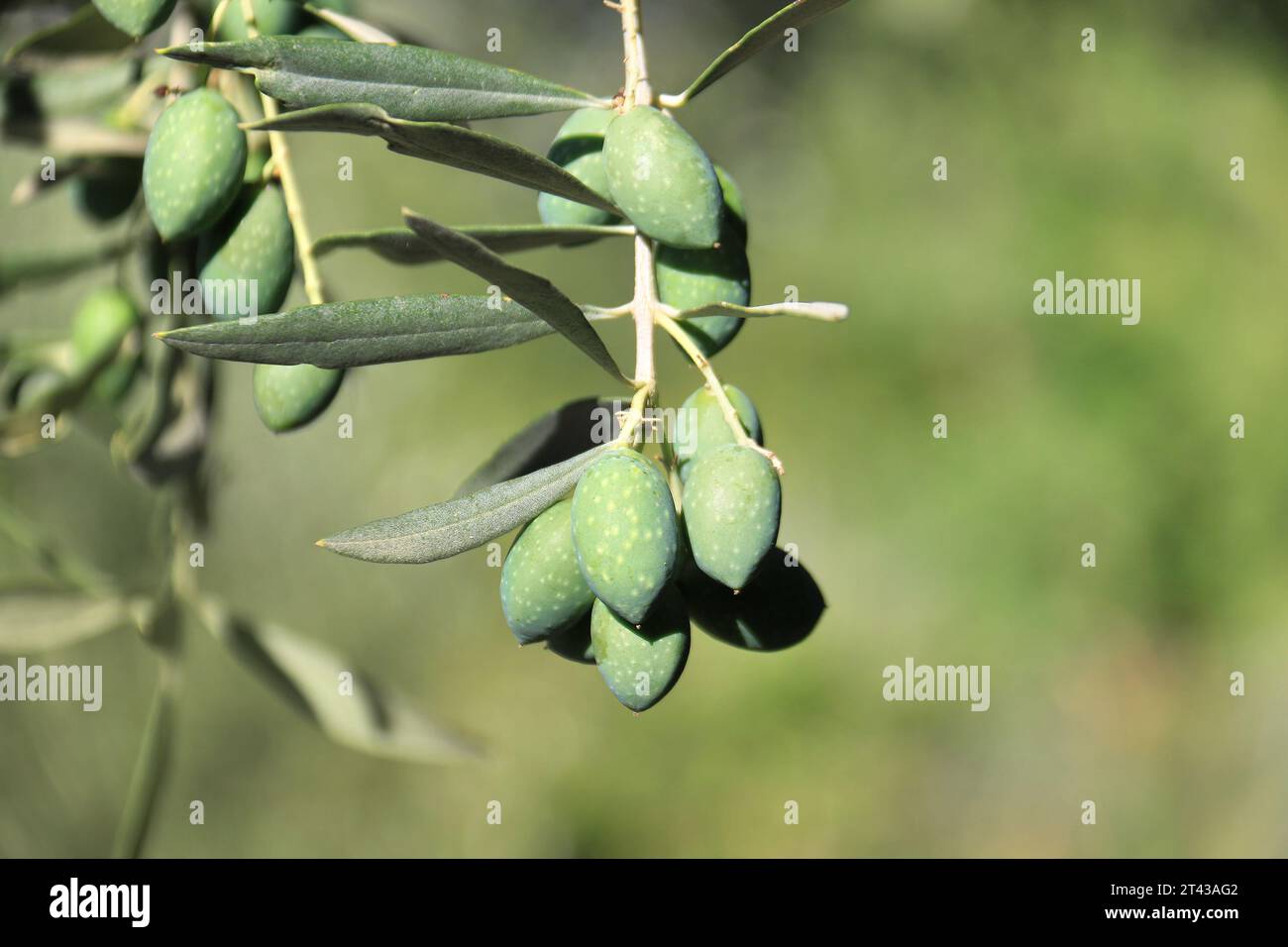 Fresh green olives on the branch of an olive tree Stock Photo - Alamy
