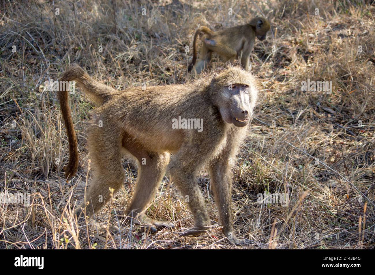 A baboon with a baby looking for food in Kruger National Park Stock ...