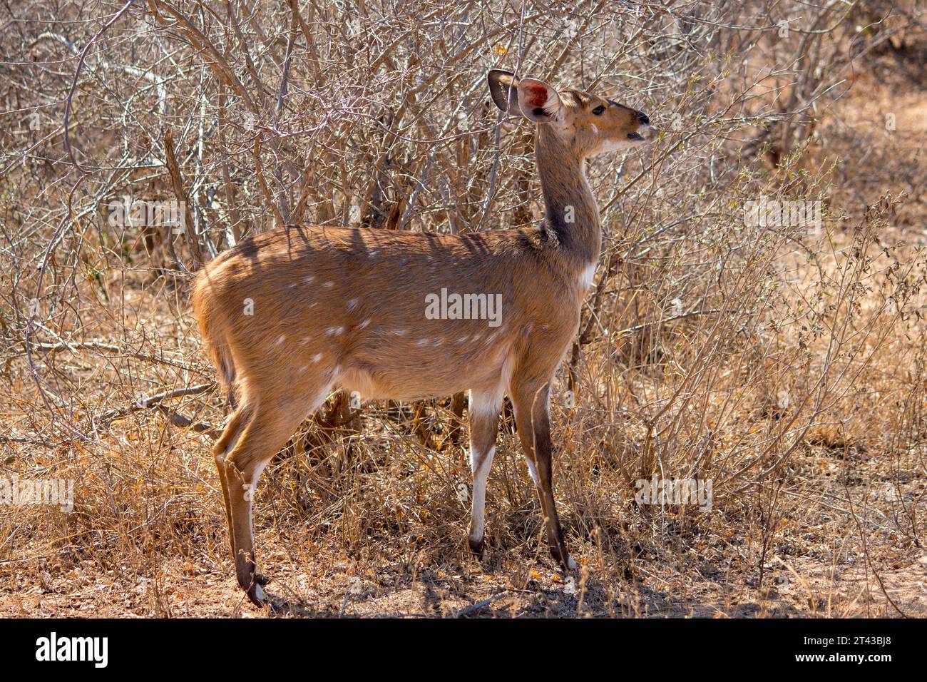 Bushbuck antelope hi-res stock photography and images - Alamy
