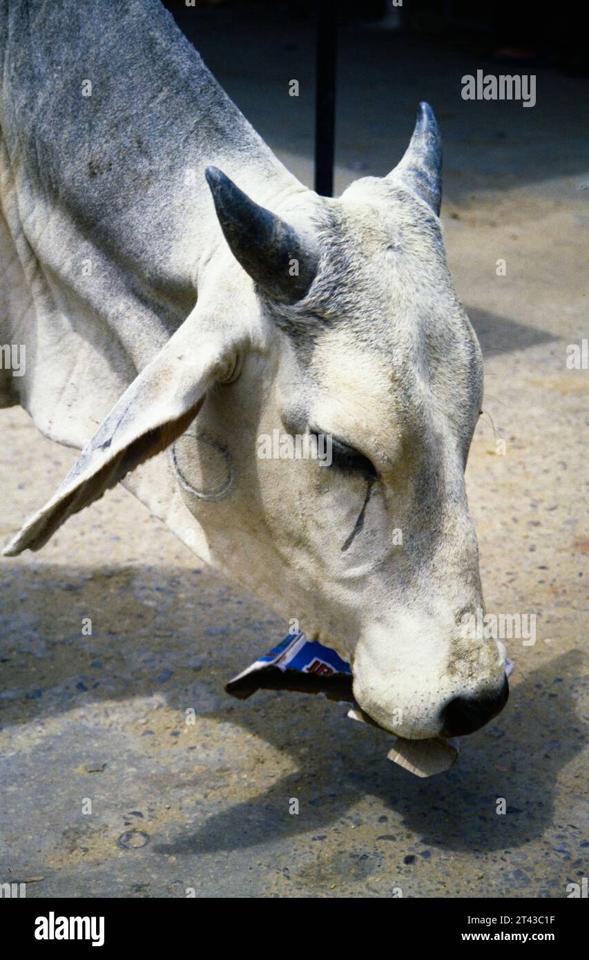 Cow cardboard hi-res stock photography and images - Alamy