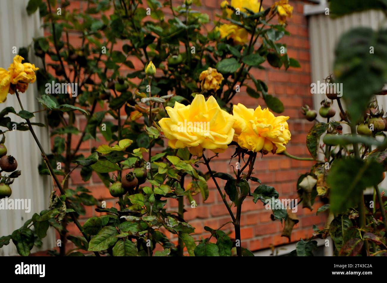Copenhagen, Denmark /28 October. 2023/Fall weather roses adn plants in ...